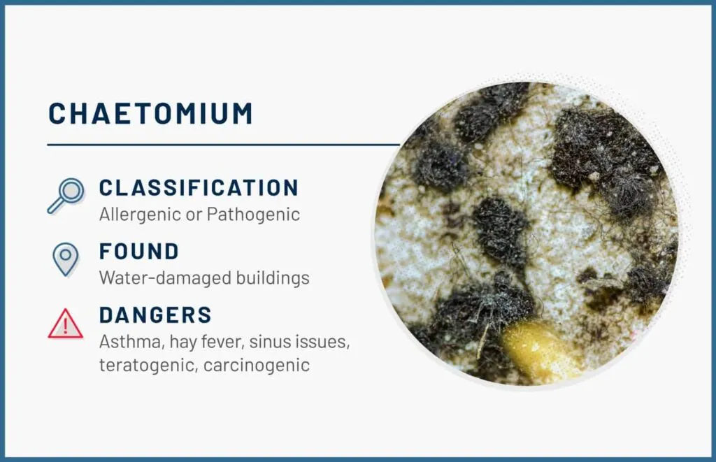 6 Types of Harmful Mold You Could Find in Your Home – Winchester ...